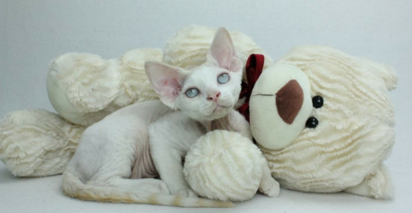 Why buy a pedigreed cat? - Planet Devon