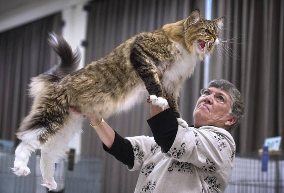Cat Shows - Planet Devon