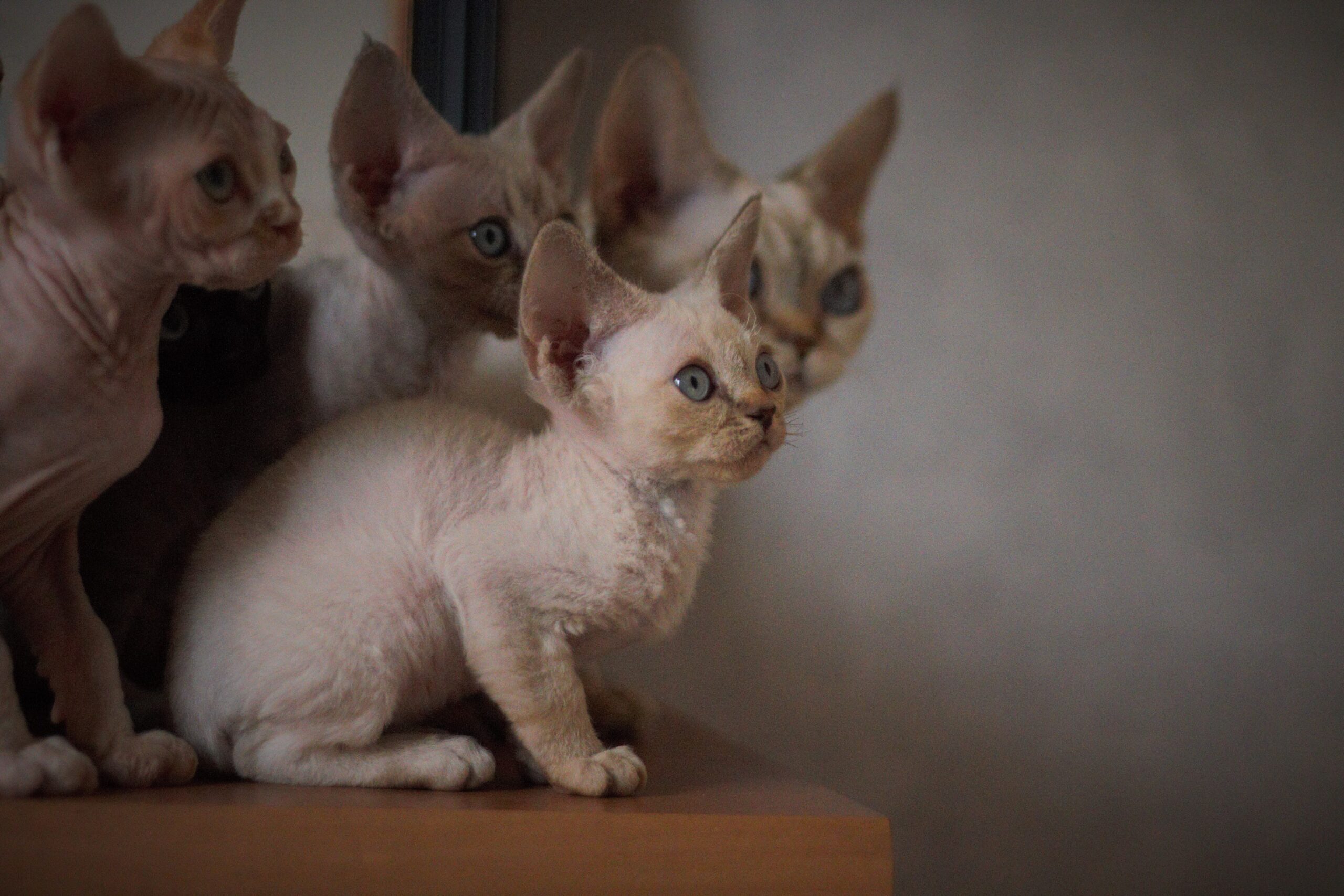 Devon Rex Kittens For Sale by Breeders | Planet Devon