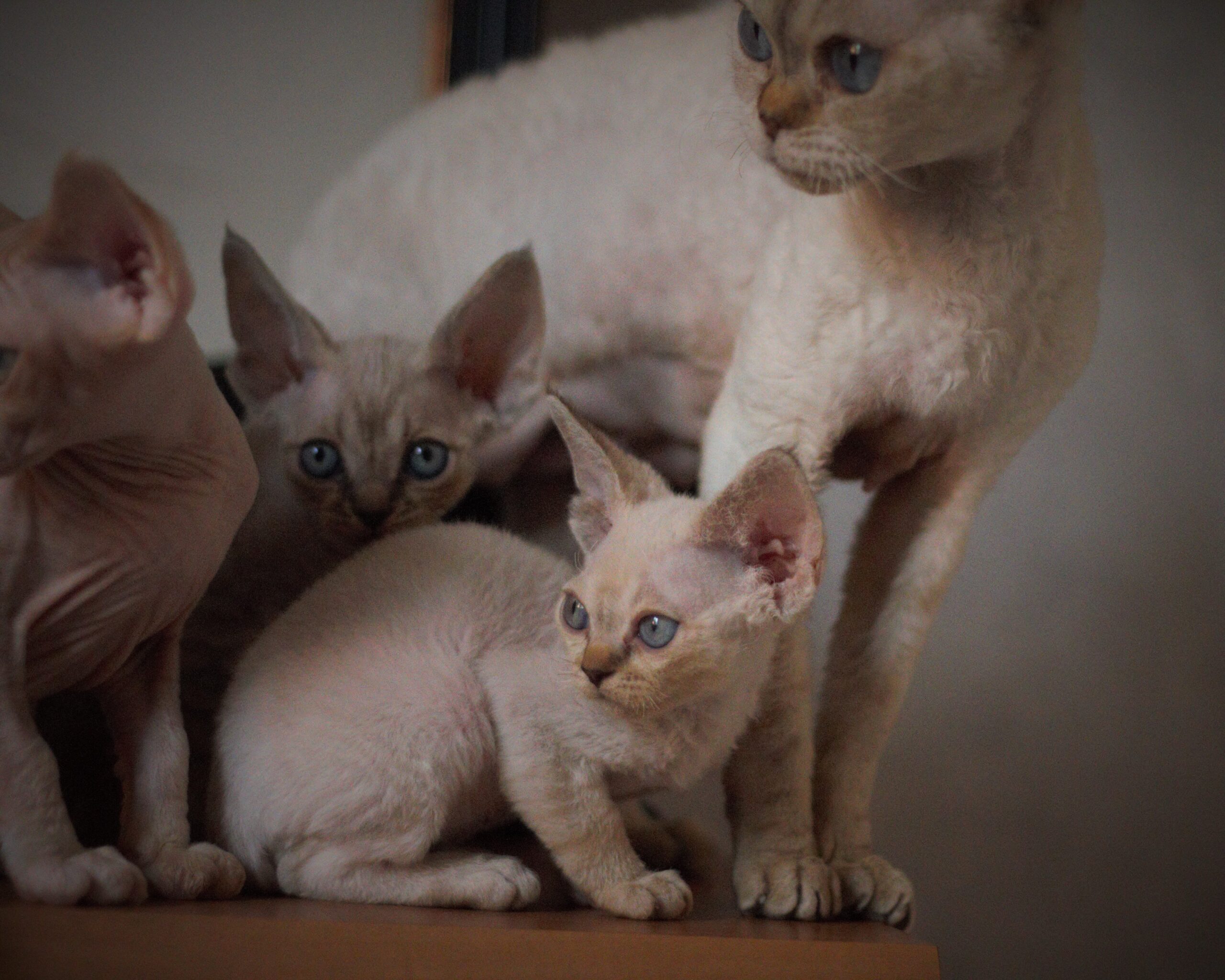 Devon Rex Kittens For Sale by Breeders | Planet Devon