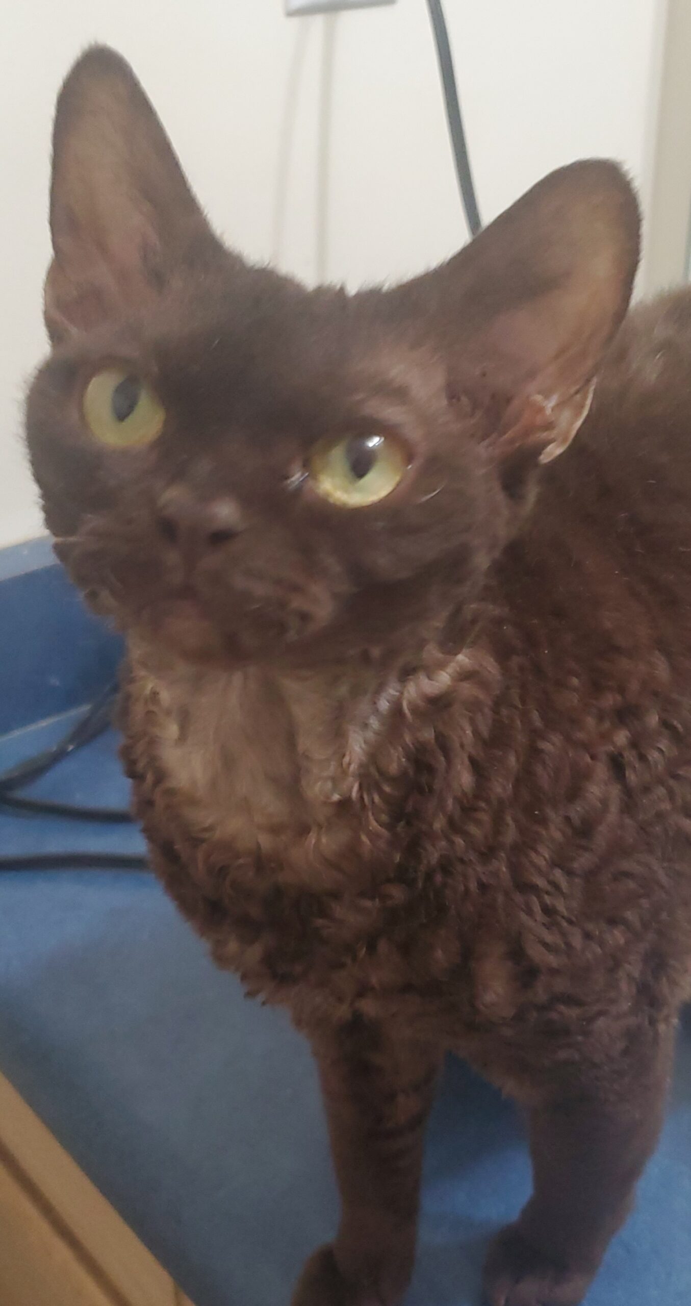 Devon Rex Kittens For Sale by Breeders | Planet Devon